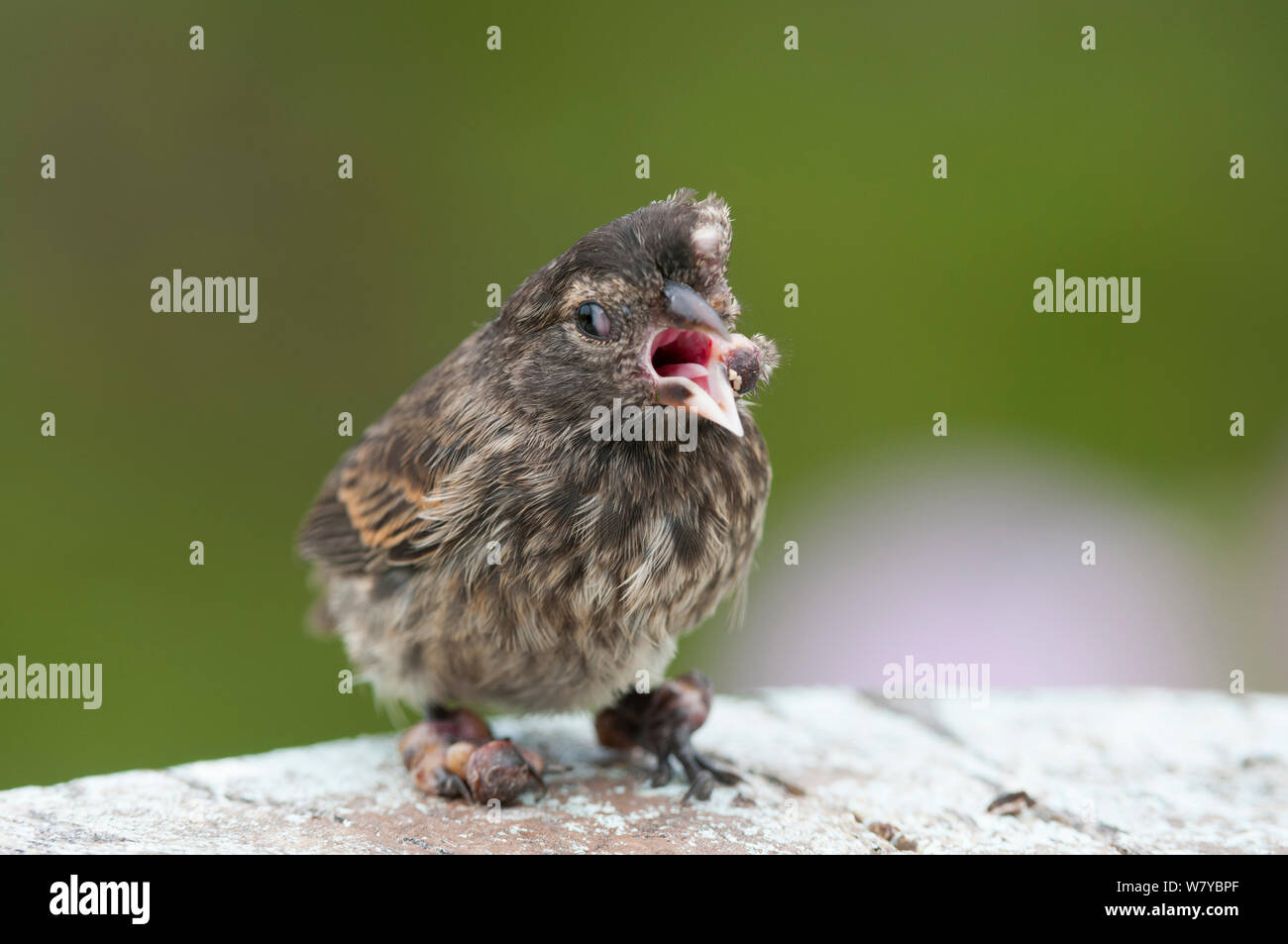Small pox hi-res stock photography and images - Alamy