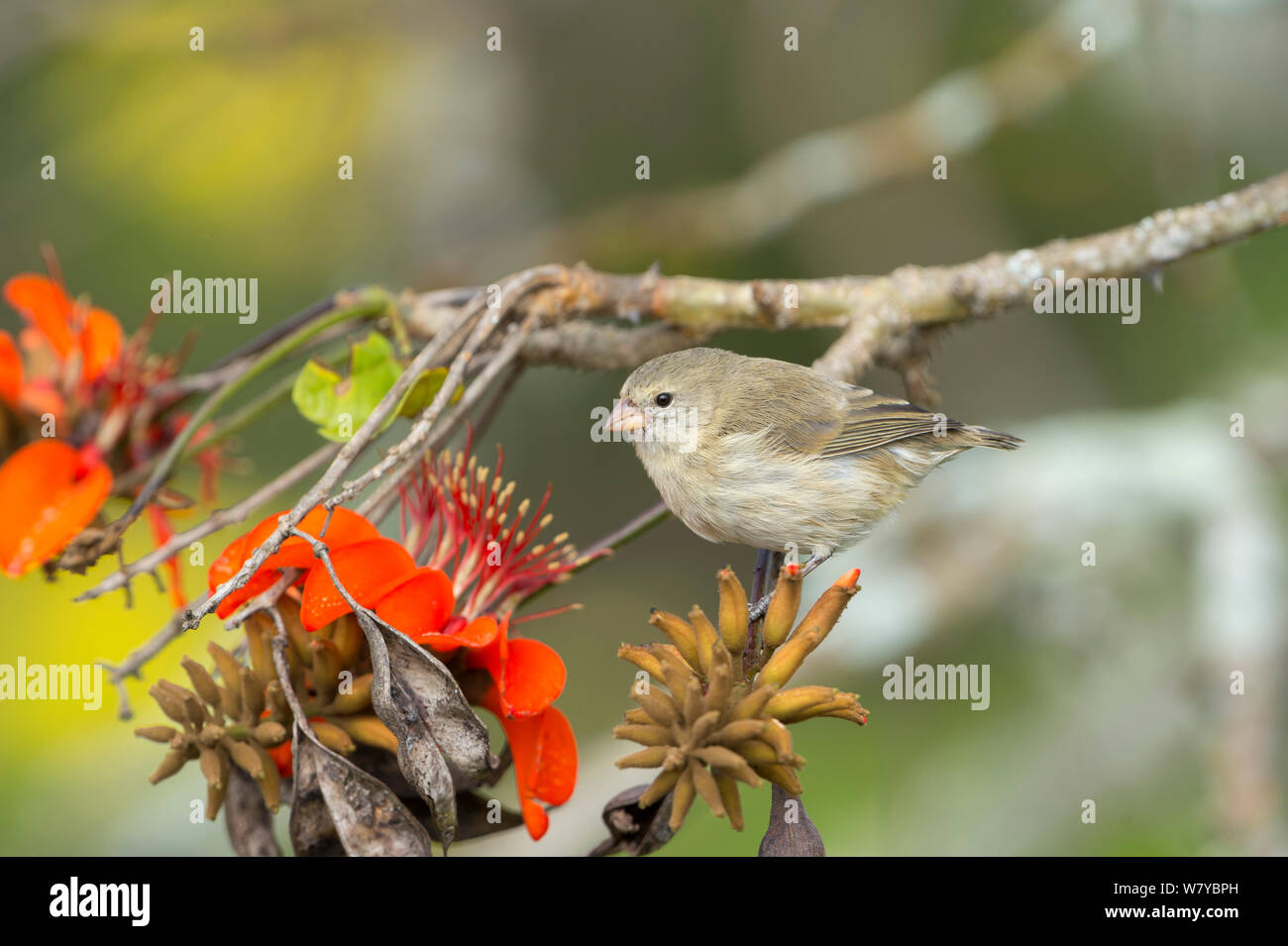 Small tree finch (Camarhynchus parvulus) with Erythrina flowers ...