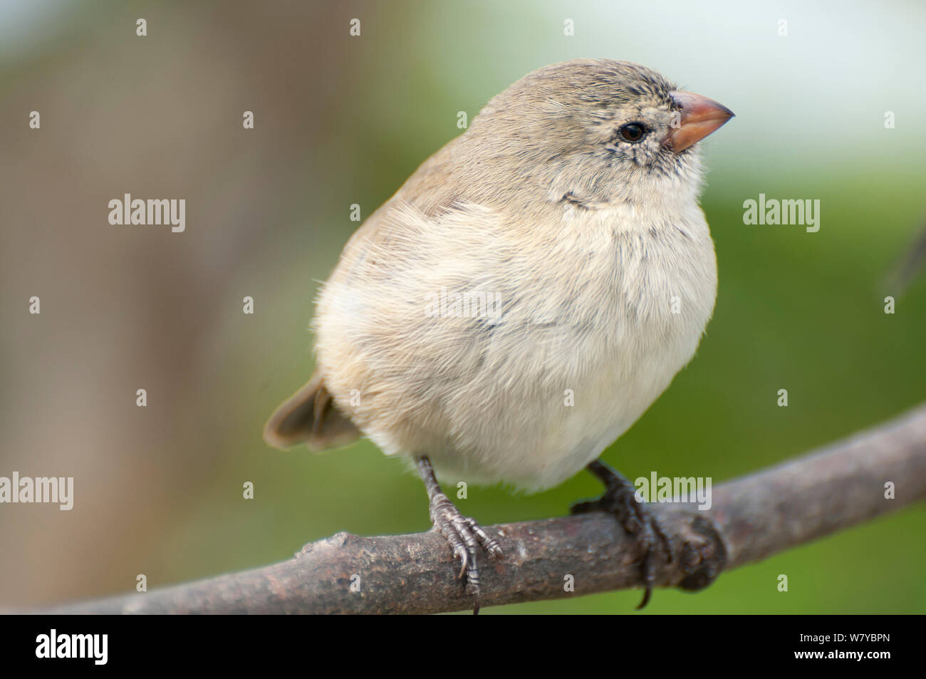 Small tree finch (Camarhynchus parvulus) portrait, Galapagos Stock ...