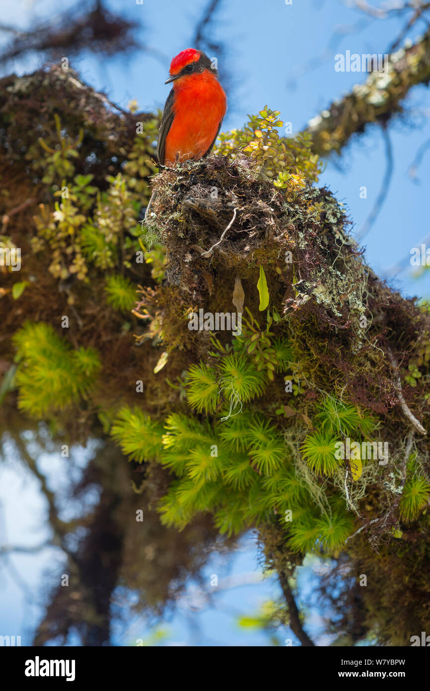 Vermilion flycatcher (Pyrocephalus rubinus), Galapagos Stock Photo - Alamy