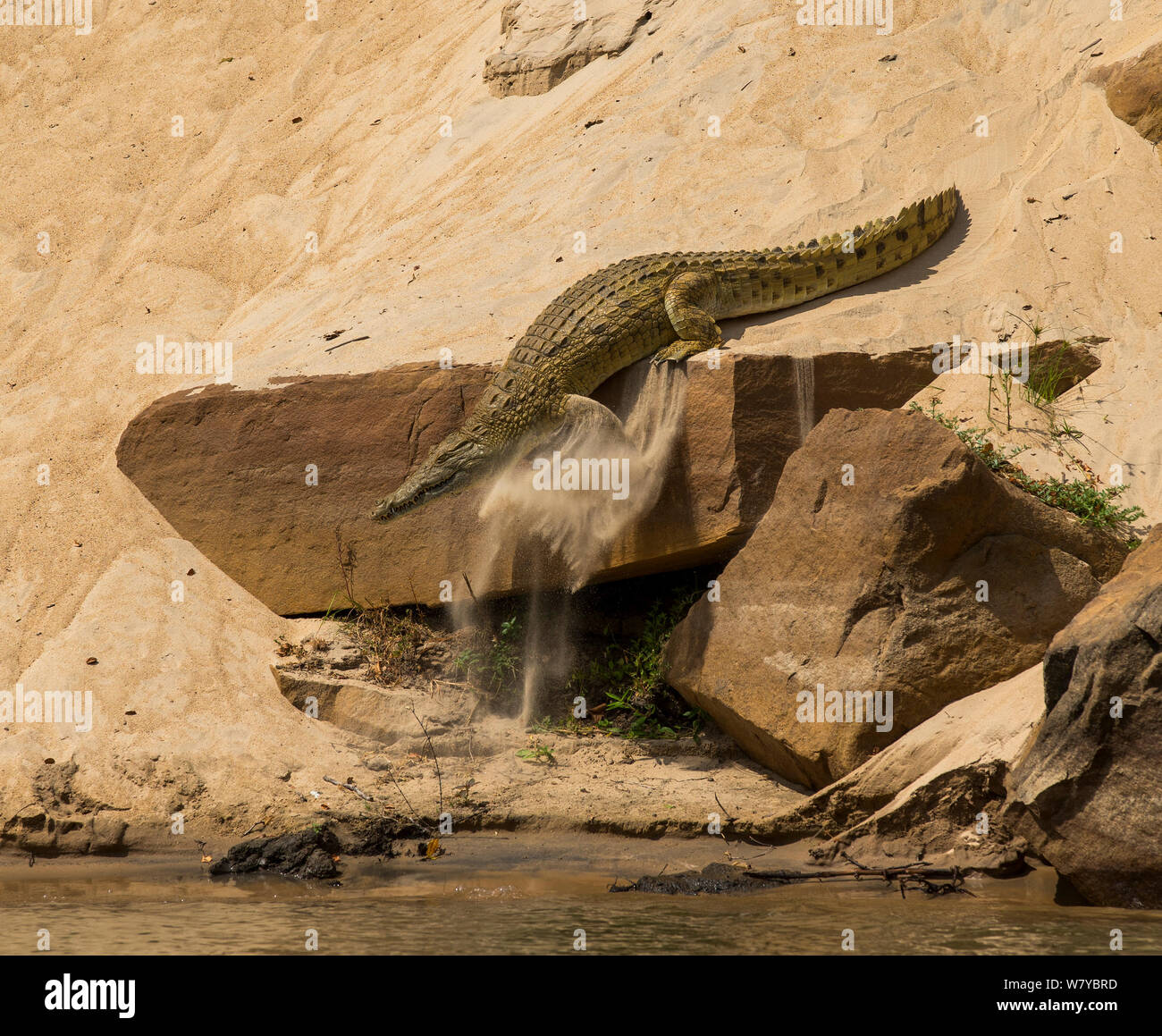 Nile Crocodile (Crocodylus niloticus) moving back into water from rock ...