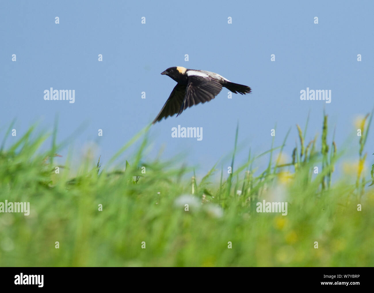 Bobolink (Dolichonyx oryzivorus ) male in flight over its meadow ...