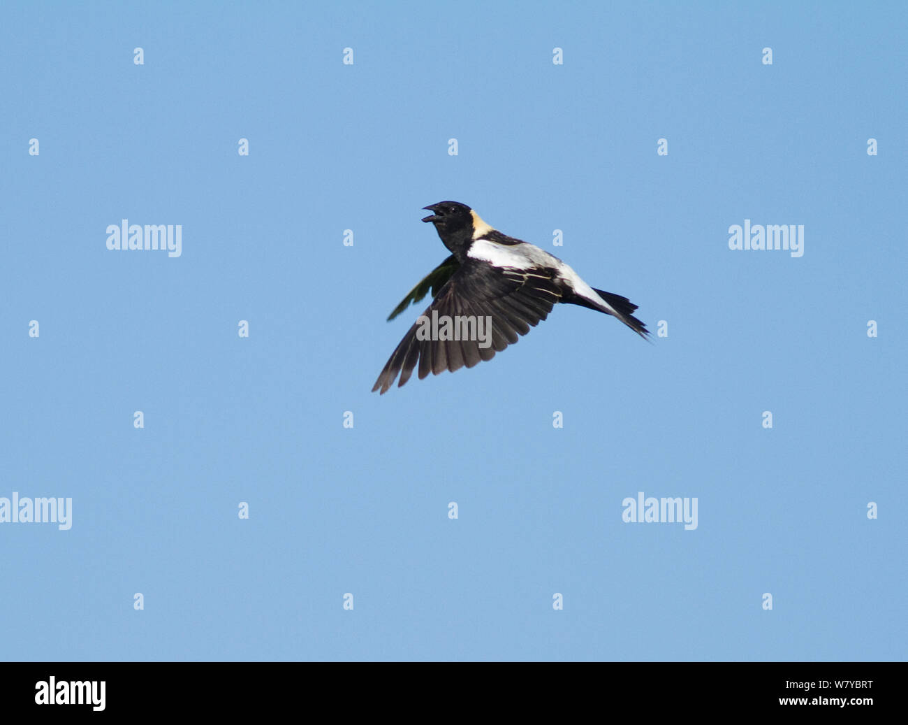 Bobolink (Dolichonyx oryzivorus) male singing during aerial territorial ...