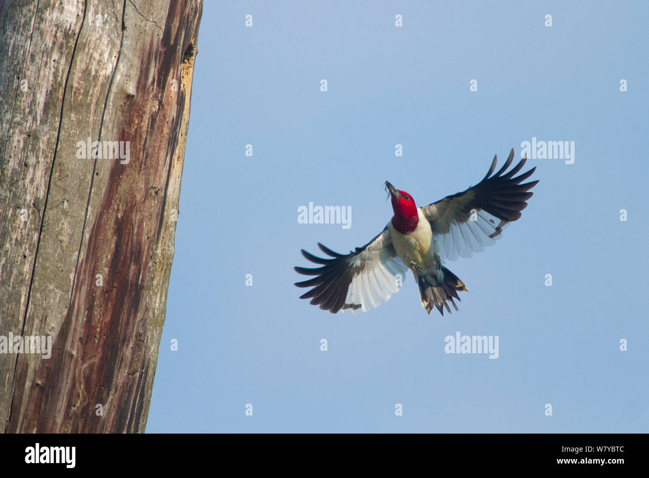 Red-headed woodpecker (Melanerpes erythrocephalus) flying to nest hole ...