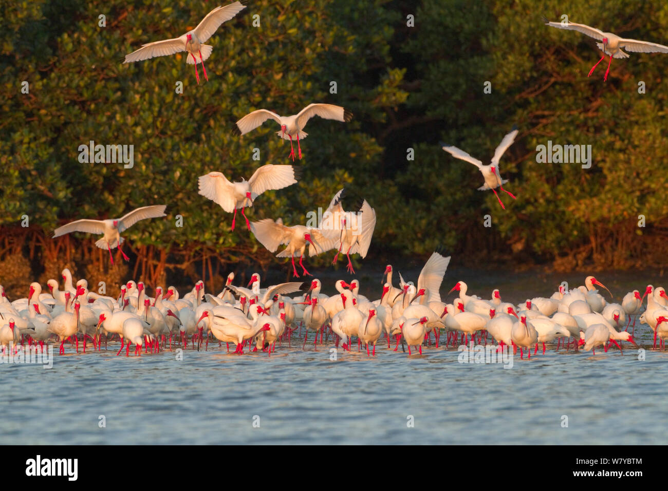 Flock of White ibis (Eudocimus albus) in breeding plumage, at rookery ...