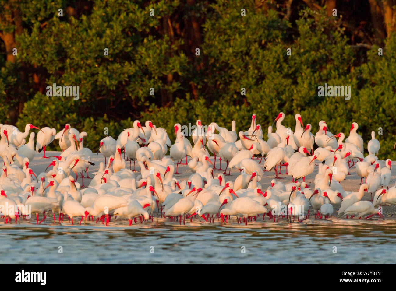 Flock of White ibis (Eudocimus albus) in breeding plumage, at rookery ...