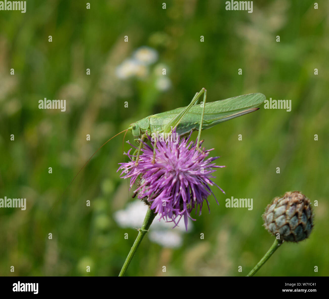 A green cricket (katydid) perches on a purple thistle flower in the ...