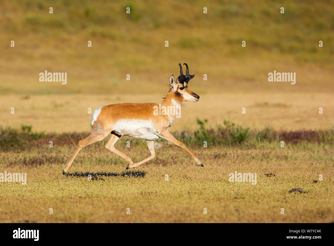Pronghorn antelope running hi-res stock photography and images - Alamy
