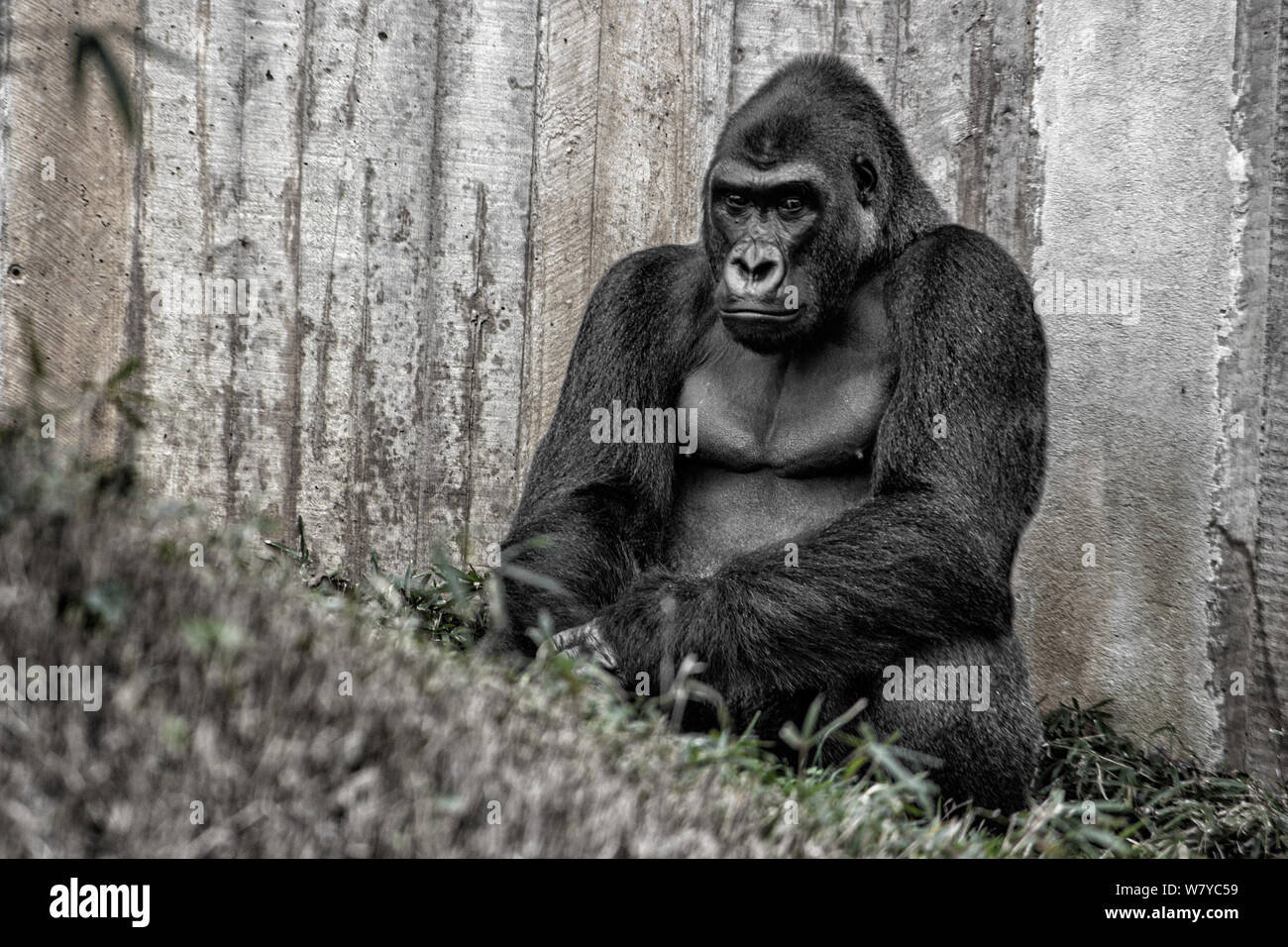 Gorilla sitting and looking to the camera hi-res stock photography and ...