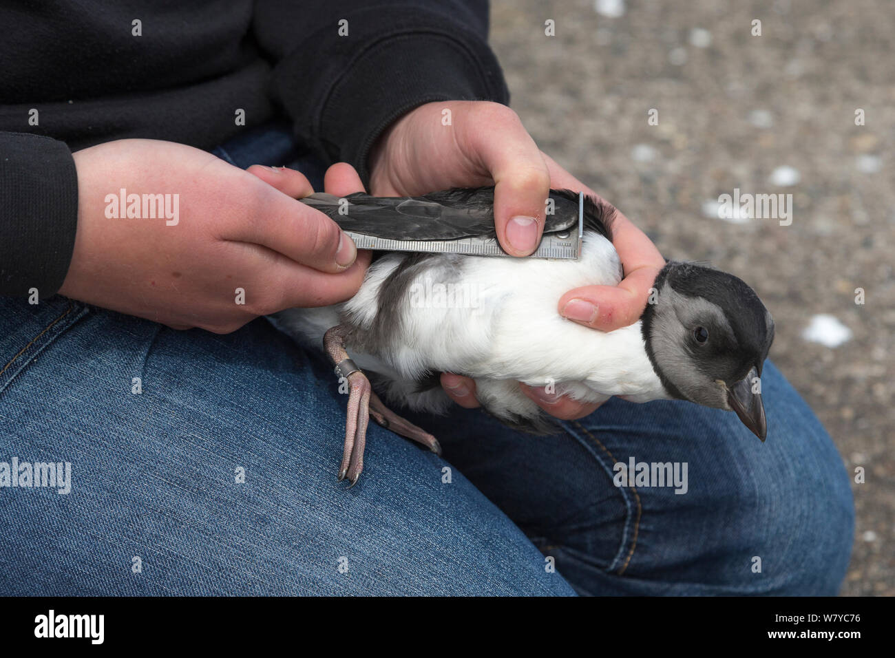Recording wing length of newly emerged puffin chick (Fratercula arctica ...
