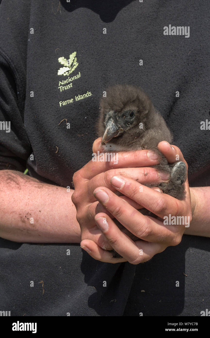 Young puffin chick hi-res stock photography and images - Alamy