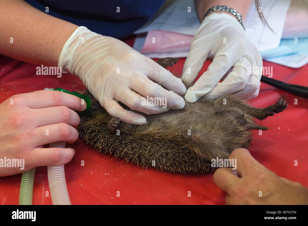 Vet checking hedgehog (Erinaceus europaeus) with injured jaw, Secret ...