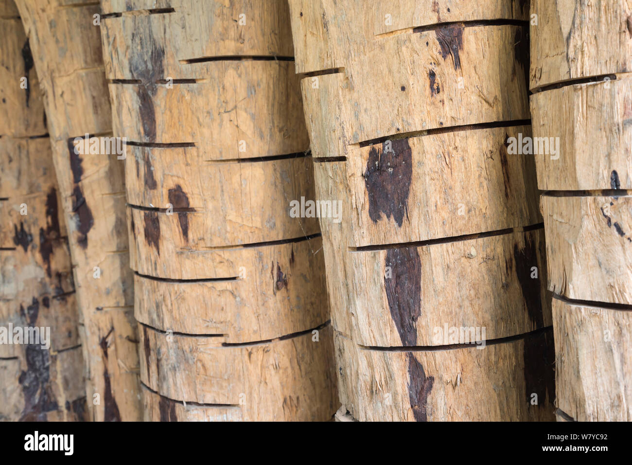Confiscated Siam rosewood tree (Dalbergia cochinchinensi) wood, showing ...
