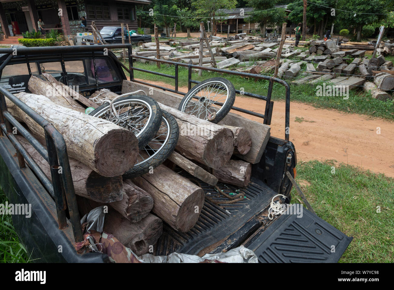 Siam rosewood tree (Dalbergia cochinchinensis)timber confiscated from ...