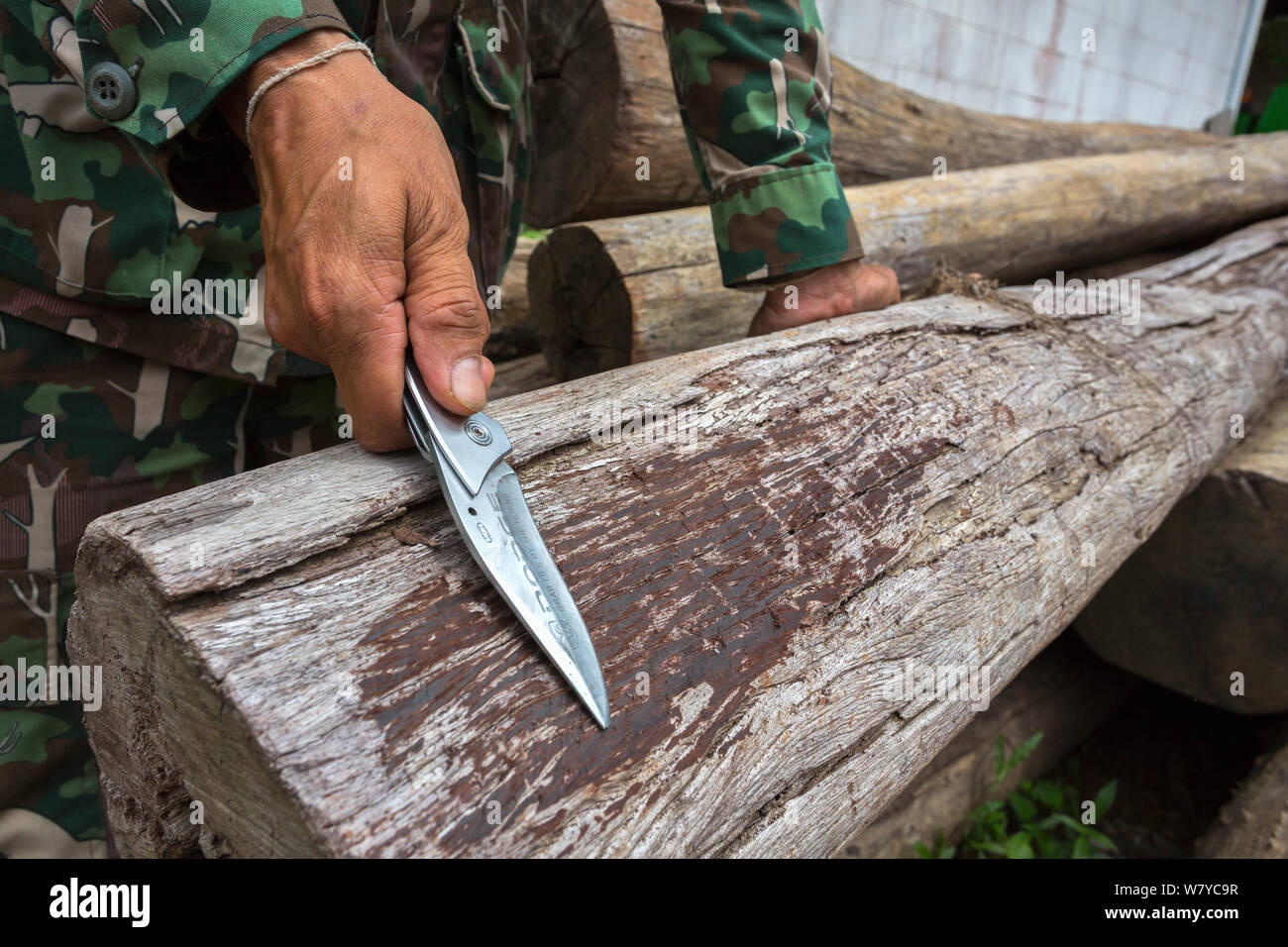 Siam rosewood tree (Dalbergia cochinchinensis) confiscated from ...