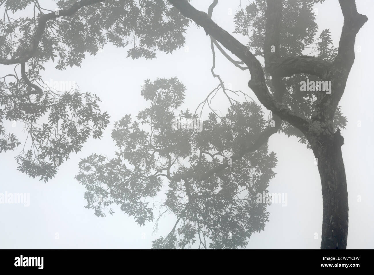 Tree, Pang Sida National Park, Dong Phayayen-Khao Yai Forest Complex ...
