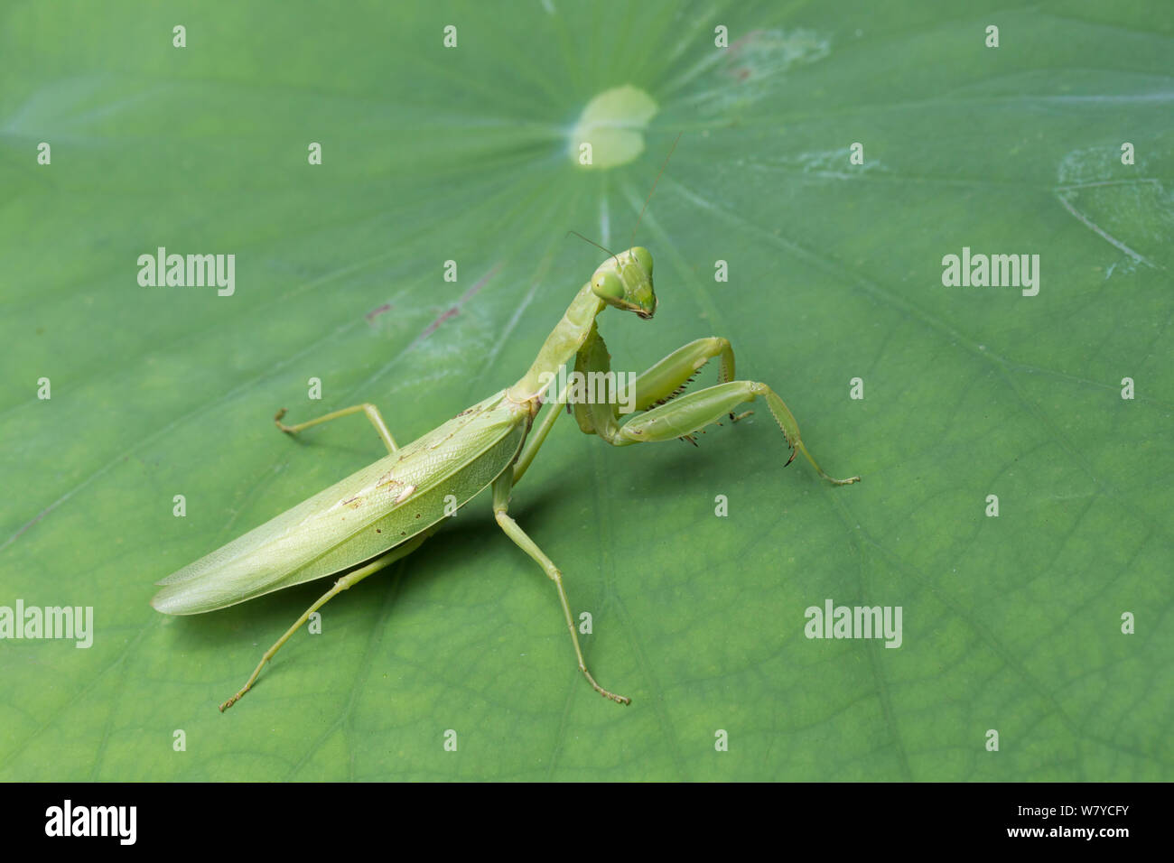 Praying mantis, Pang Sida National Park, Dong Phayayen-Khao Yai Forest ...