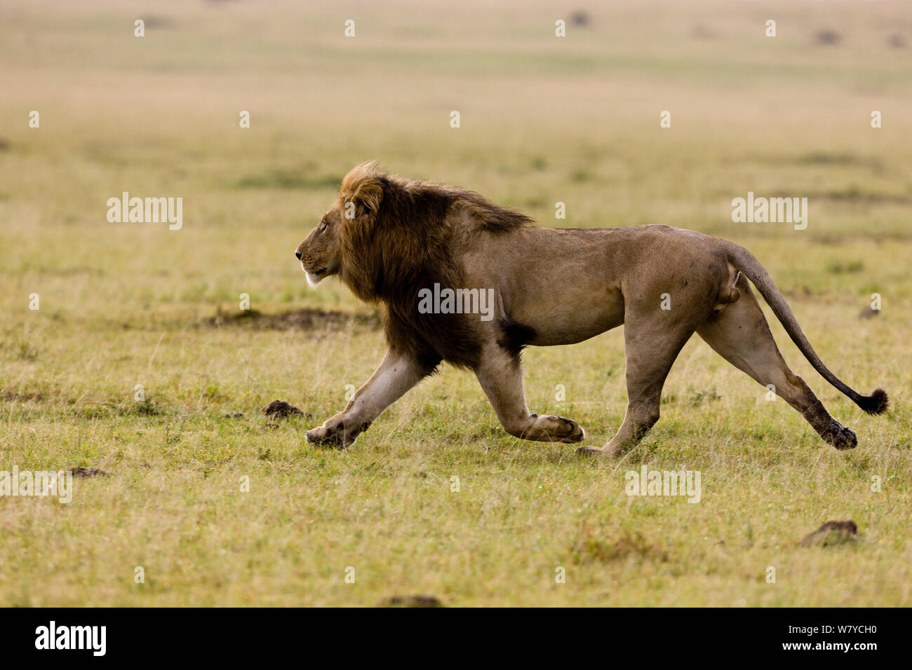 Lion Running Side View