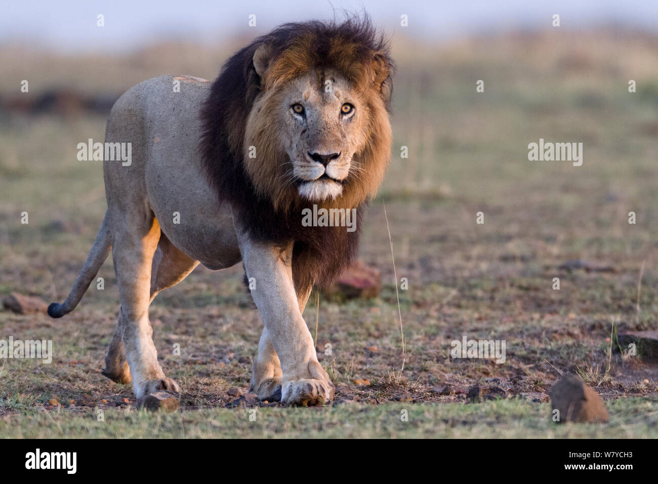 Manes lion hi-res stock photography and images - Alamy