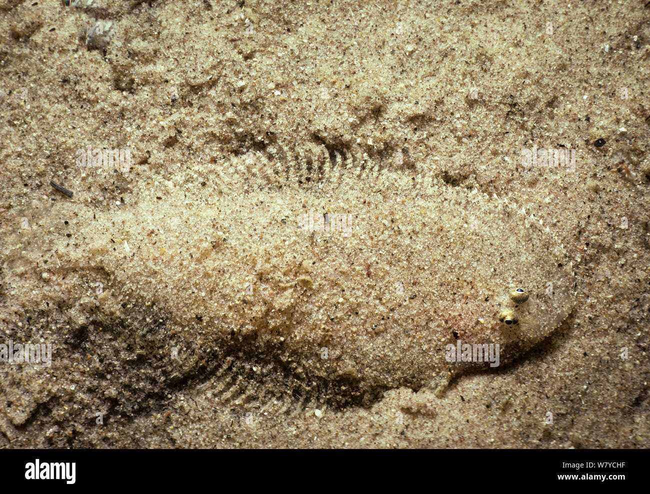 Moses red sea hi-res stock photography and images - Alamy