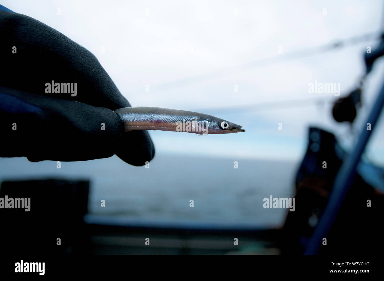 American eel atlantic hi-res stock photography and images - Alamy