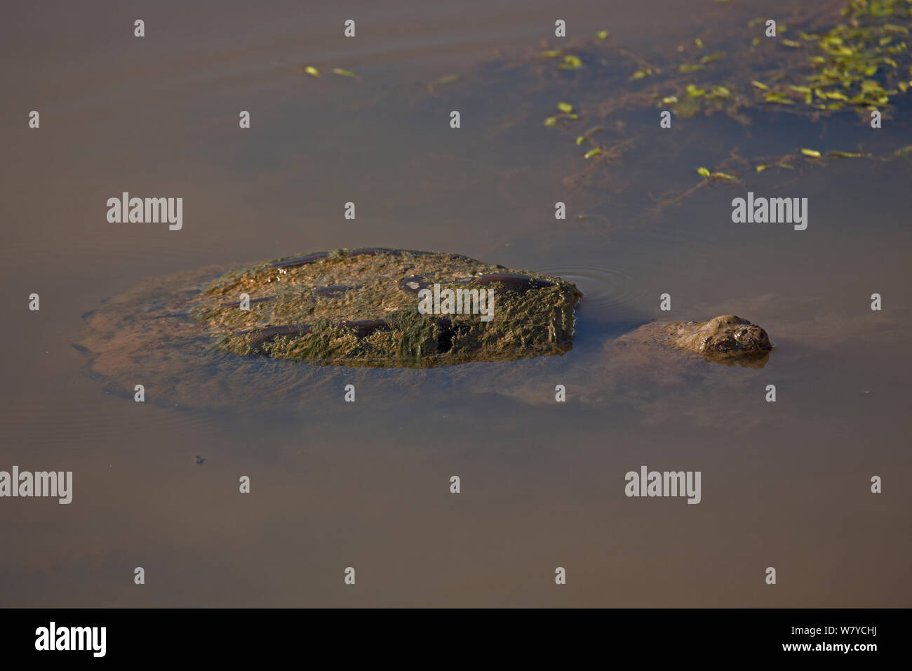 Snapping turtles hi-res stock photography and images - Alamy