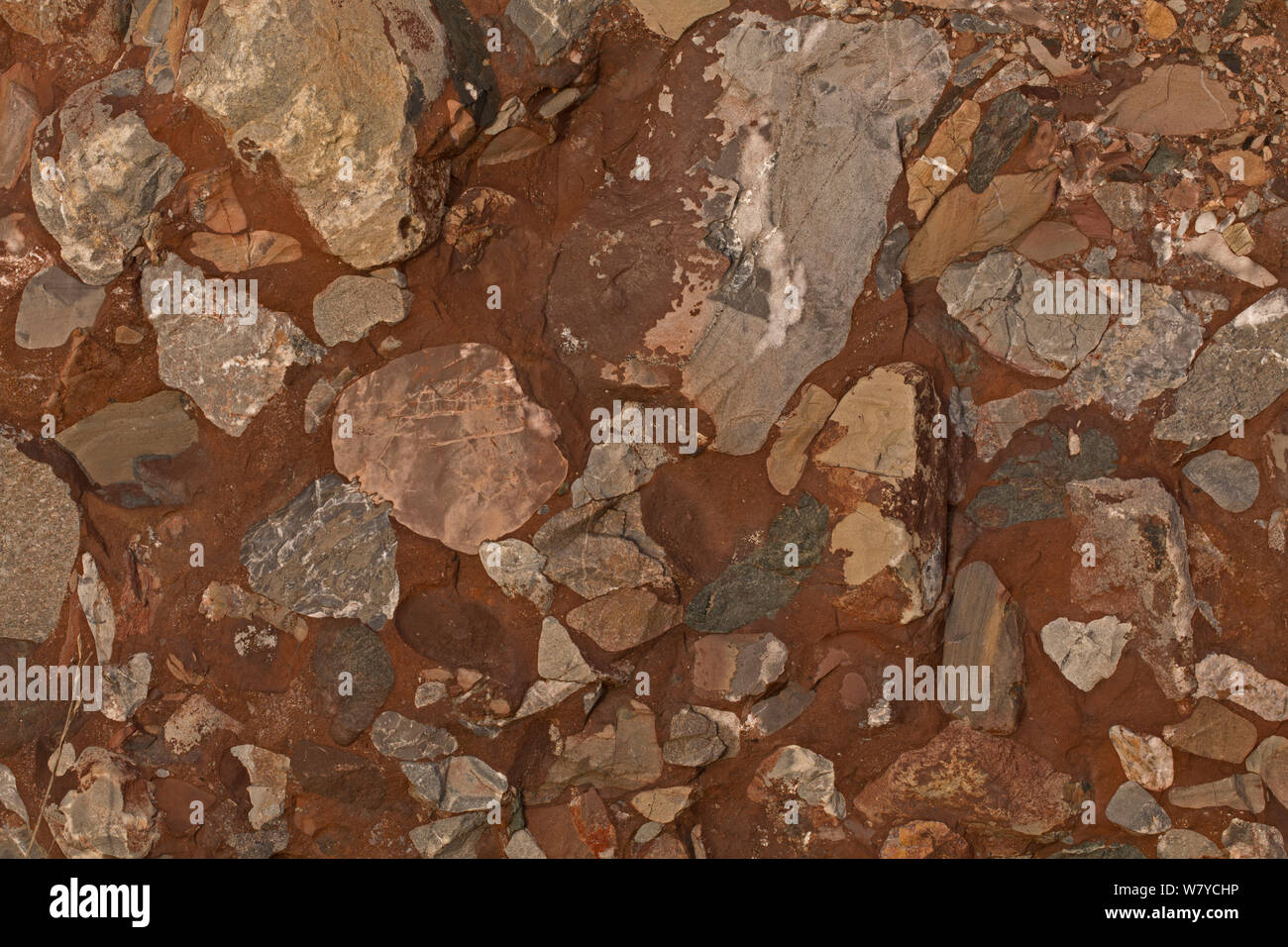 Leesburg conglomerate sedimentary rock leesburg hi-res stock ...