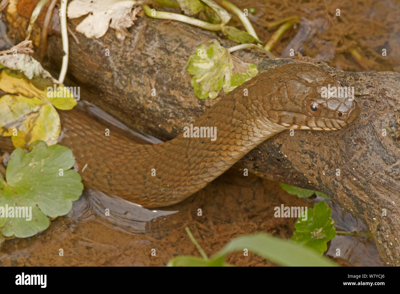 Northern water snake (Nerodia sipedon) emerging from water, Virginia ...
