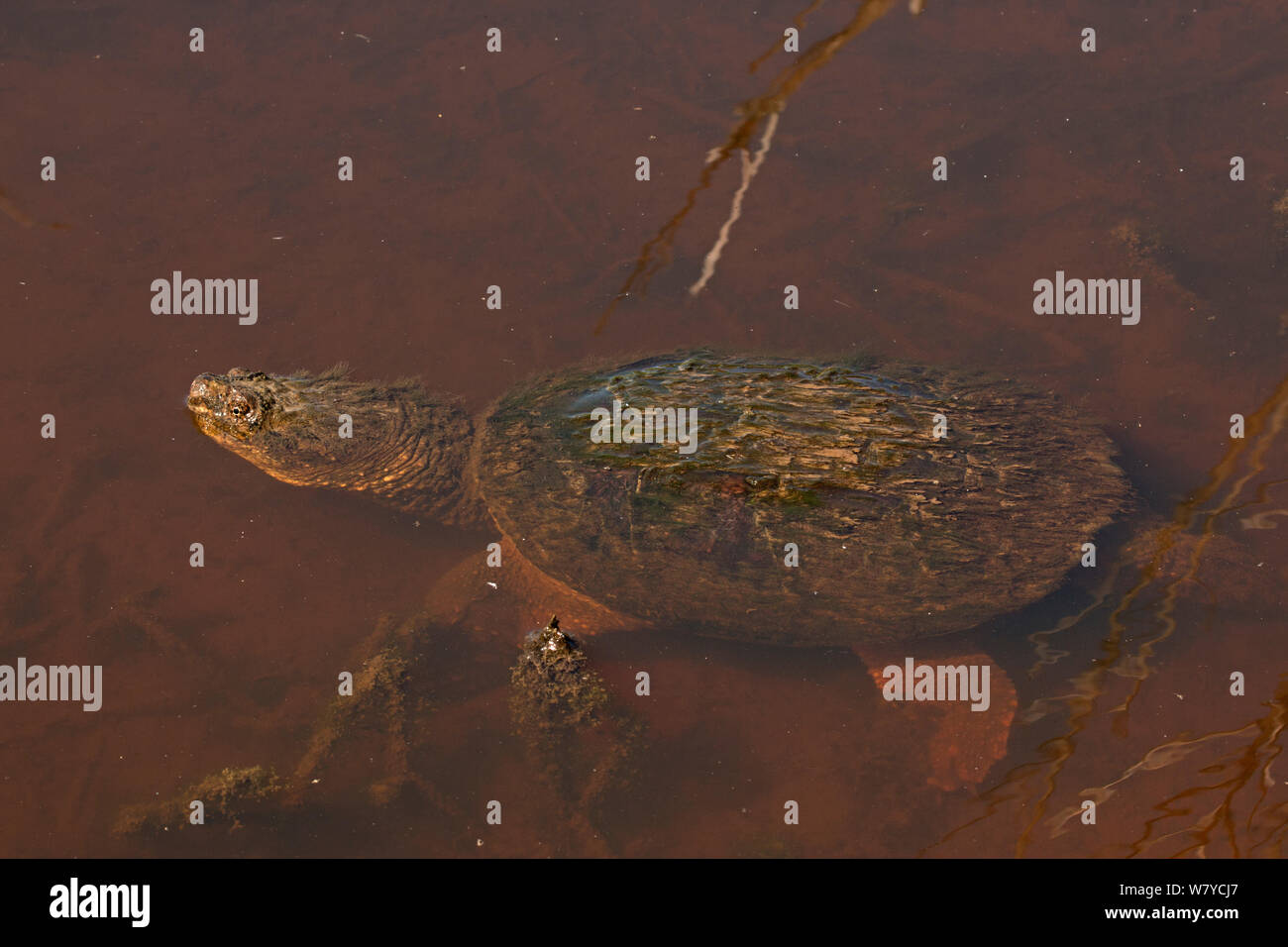 Snapping Turtles In Water High Resolution Stock Photography and Images ...