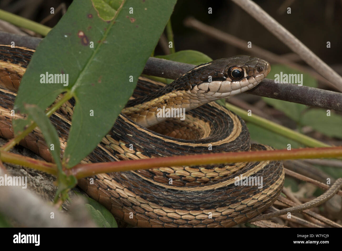 Common ribbon snake (Thamnophis sauritus sauritus) Virginia, USA ...