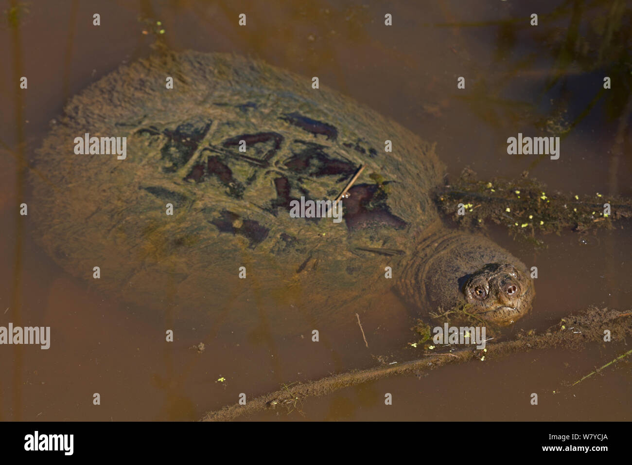 American Snapping Turtle High Resolution Stock Photography and Images ...