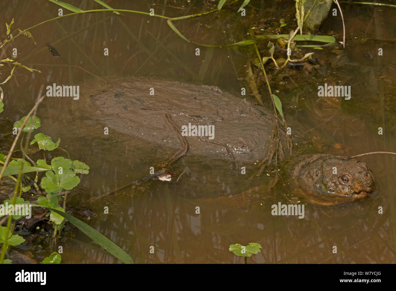 Turtle covered in algae hi-res stock photography and images - Alamy