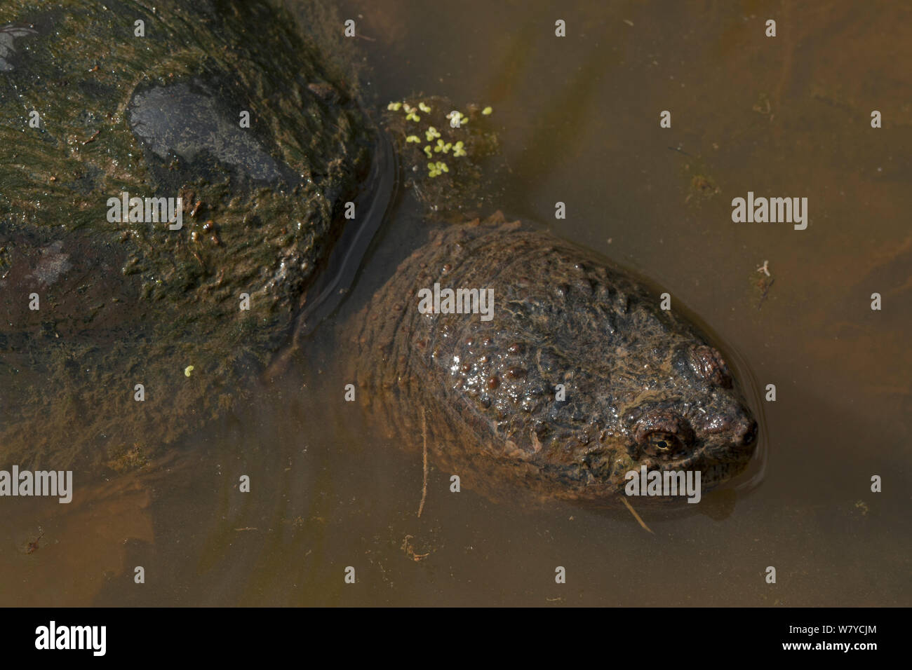 Snapping turtle (Chelydra serpentina) at surface, covered in algae ...