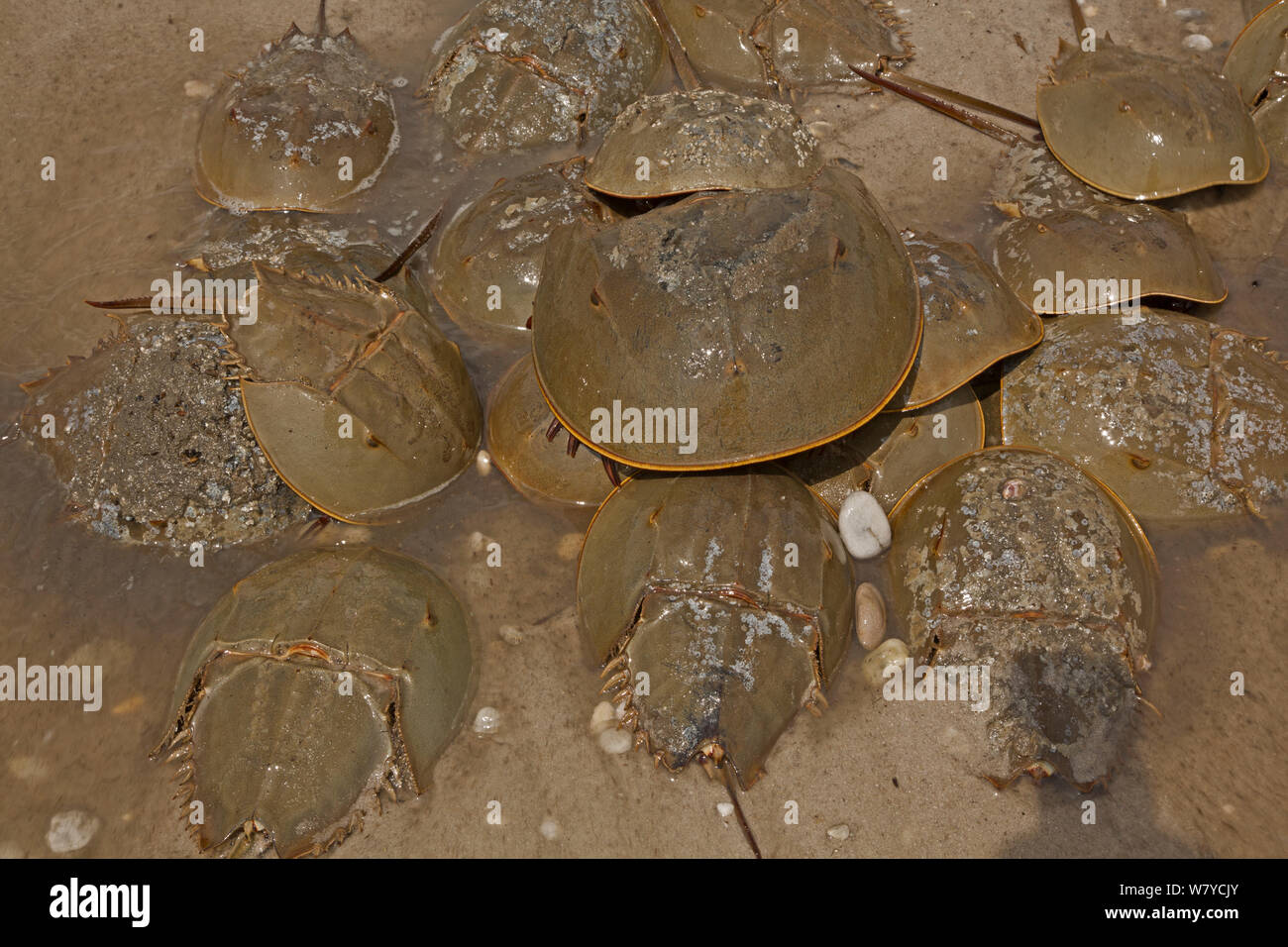 American horseshoe crabs hi-res stock photography and images - Alamy