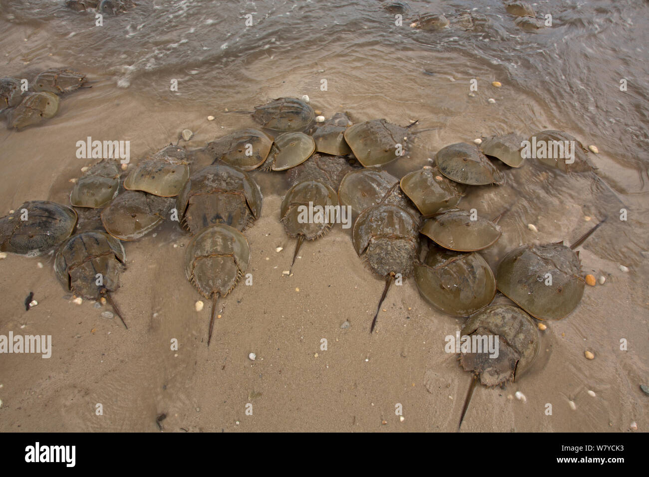 Egg laying female hi-res stock photography and images - Alamy