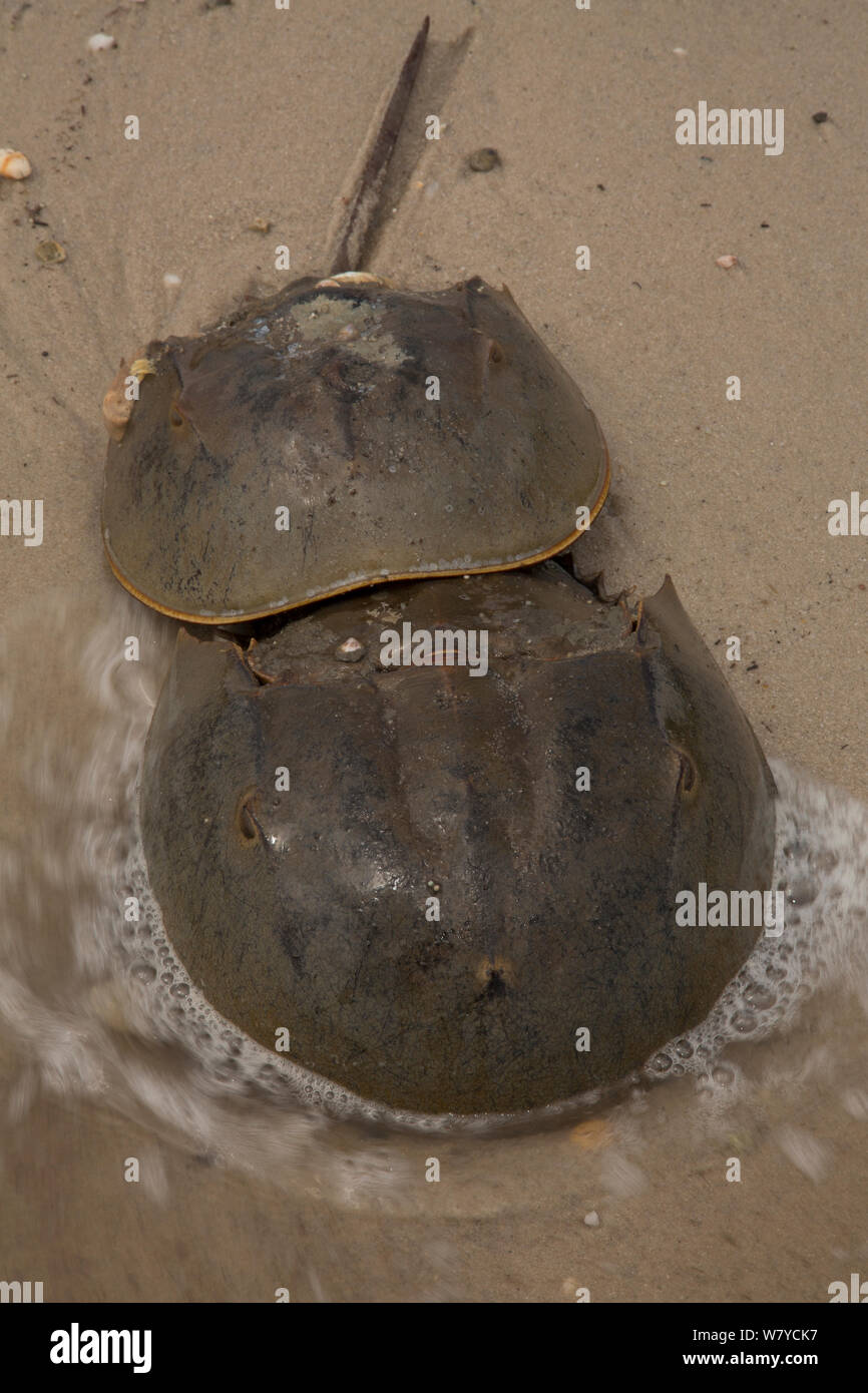 Horseshoe crabs mating on beach hi-res stock photography and images - Alamy