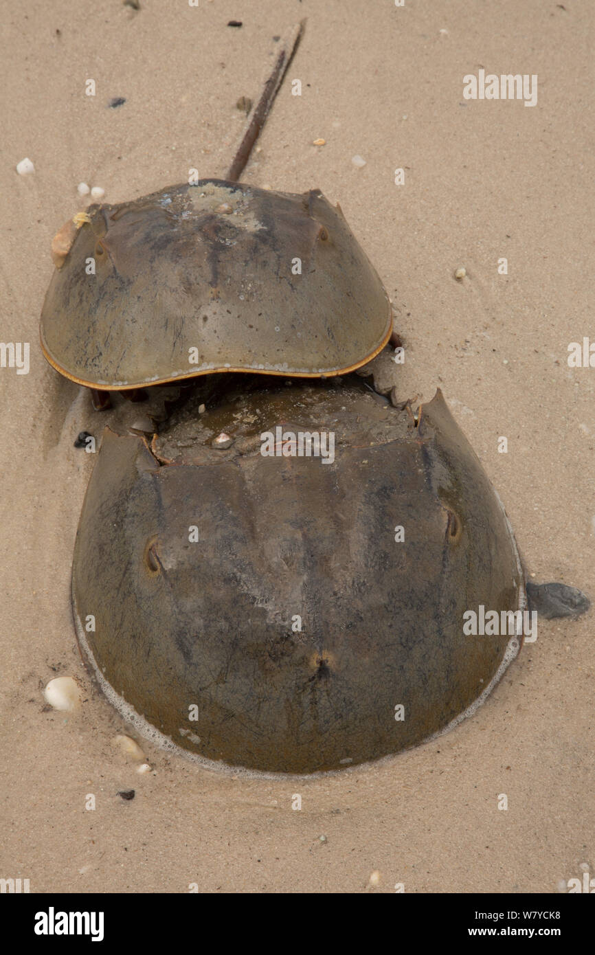 Horseshoe crabs mating on beach hi-res stock photography and images - Alamy