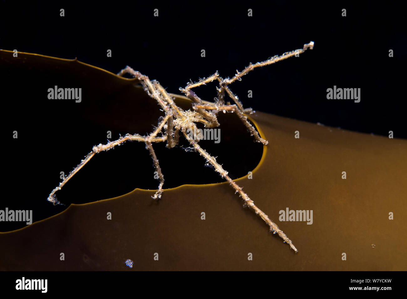 Pycnogonida hi-res stock photography and images - Alamy