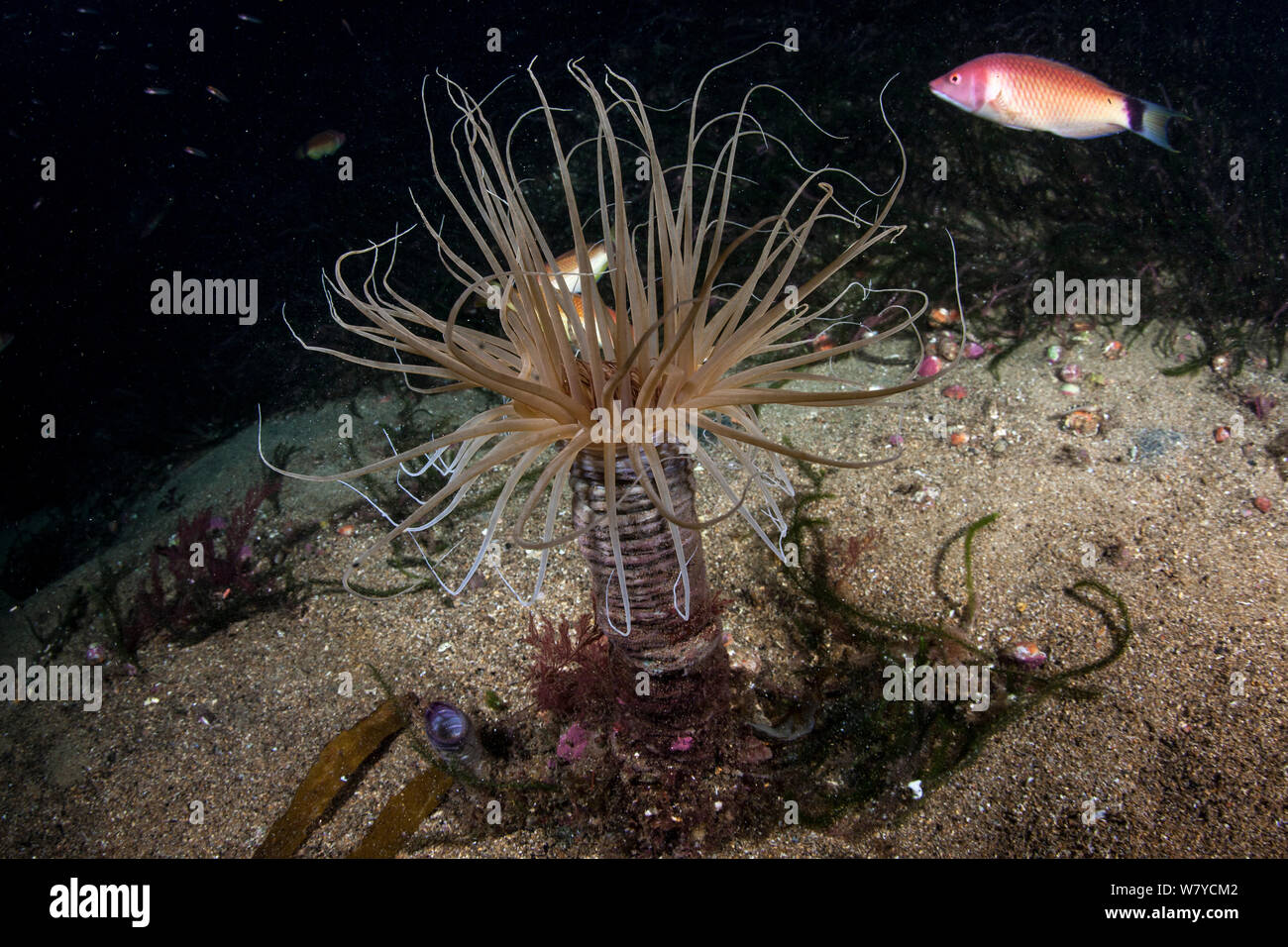 Tube anemone (Cerianthus sp) in Dusky Sound, Fiordland National Park ...