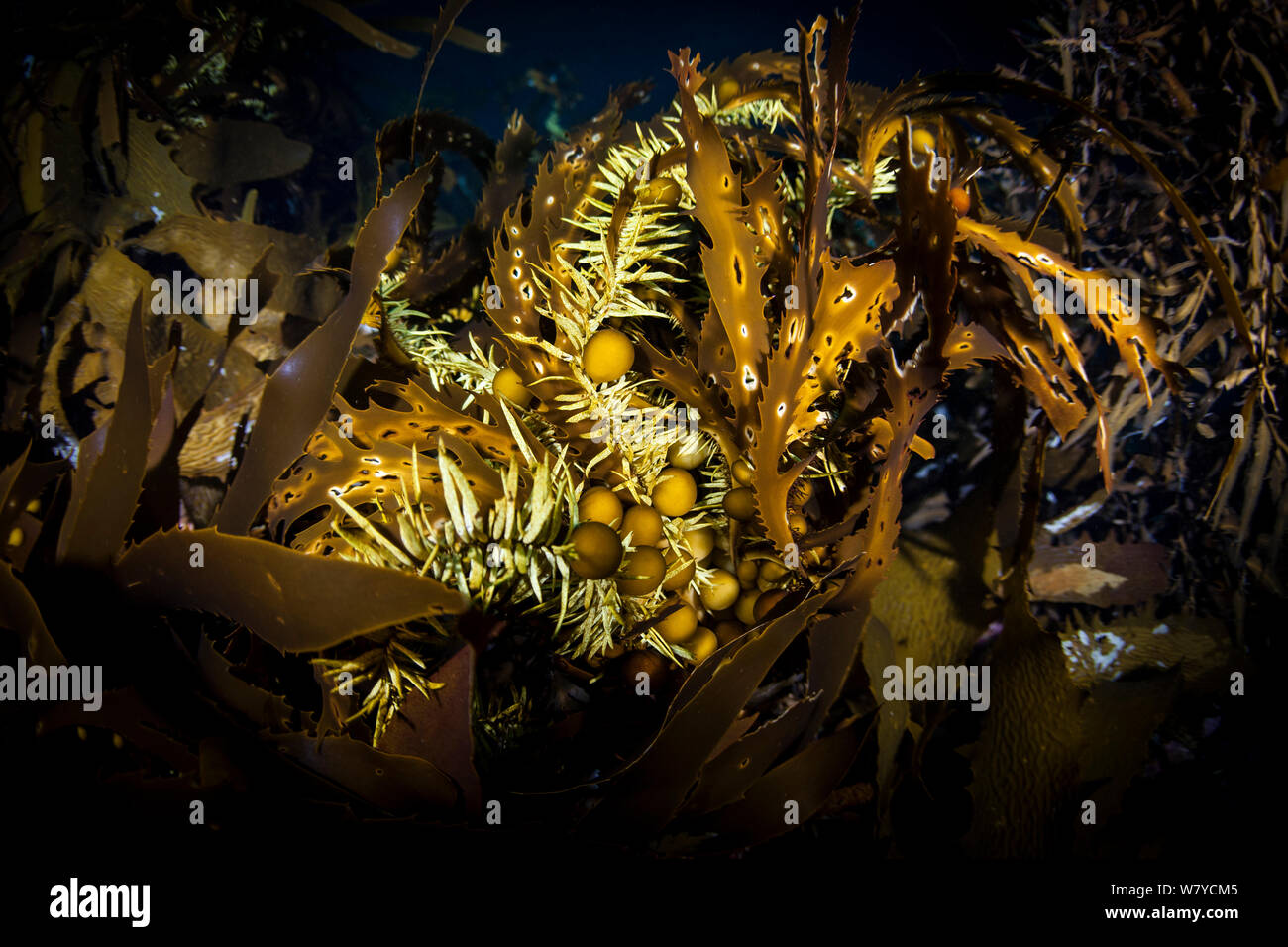 Brown Algae High Resolution Stock Photography and Images - Alamy
