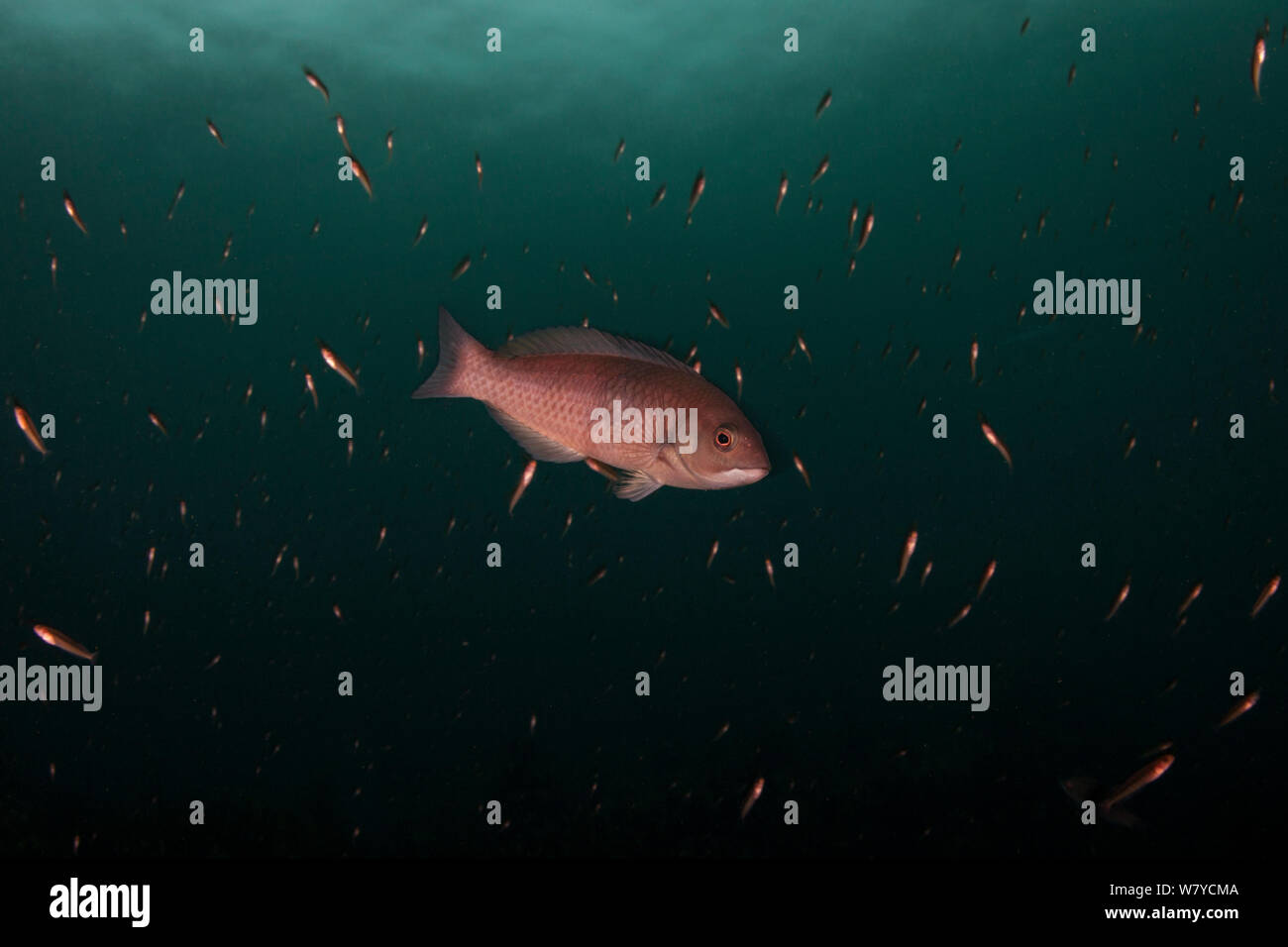 Gridled wrasse (Notolabrus cinctus) surrounded by Oblique-swimming ...