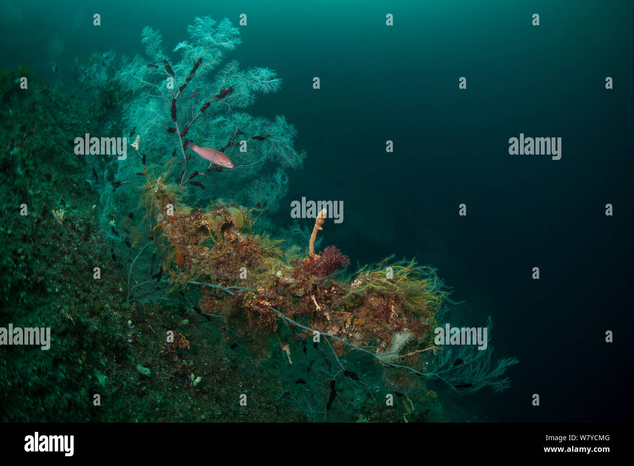 Black wrasse hi-res stock photography and images - Alamy