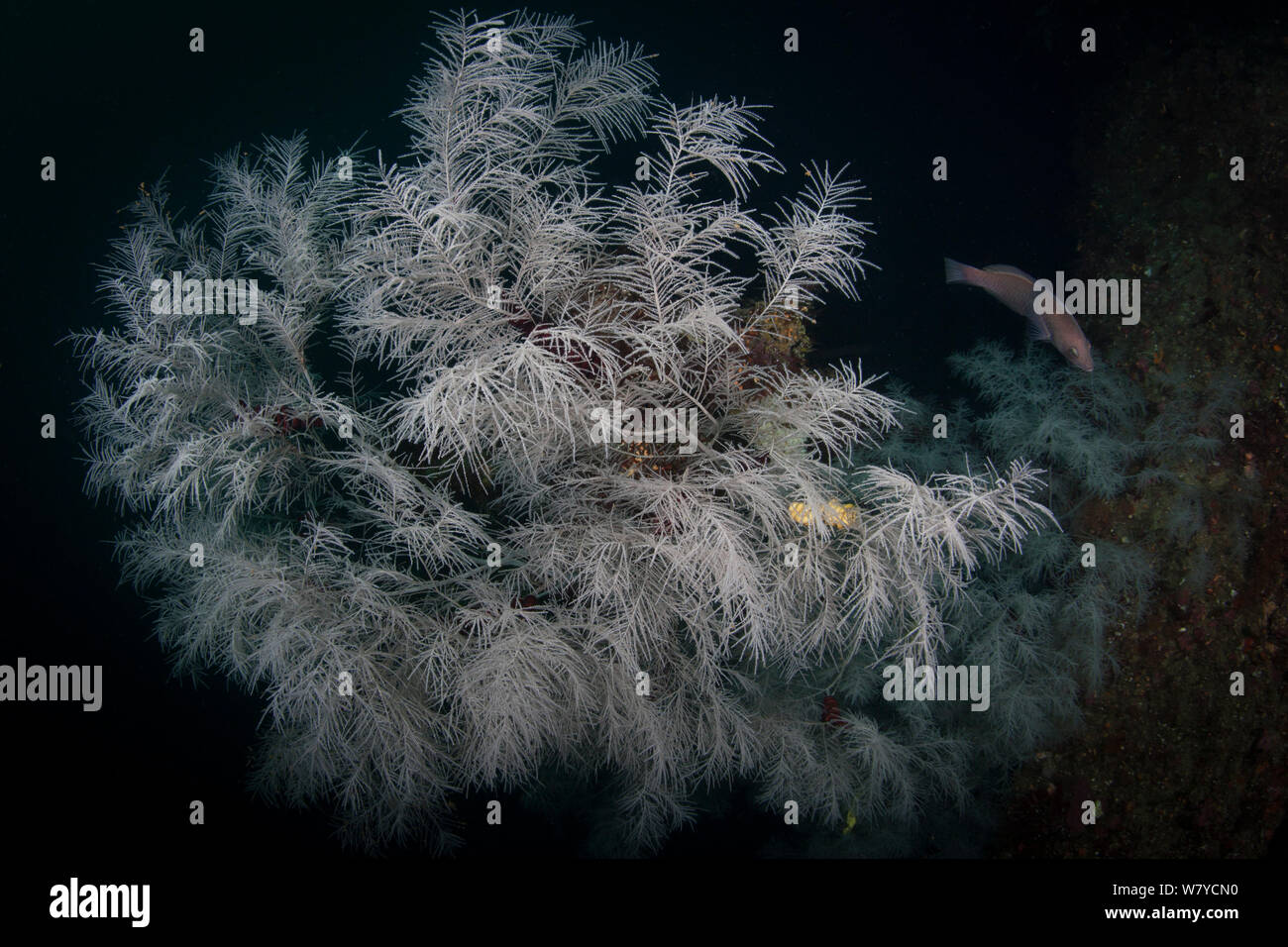 Gridled wrasse (Notolabrus cinctus) amongst Fiordland Black Coral ...