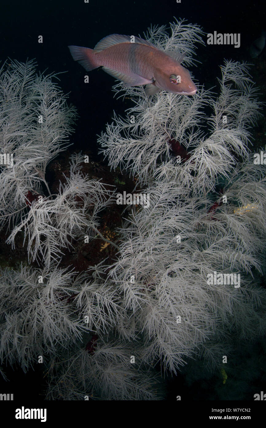 Gridled wrasse (Notolabrus cinctus) amongst Fiordland Black Coral ...