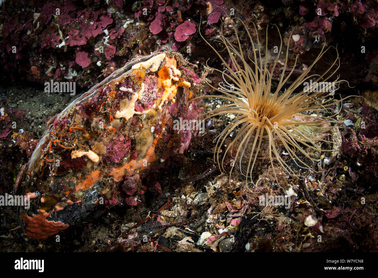 Tube anemone (Cerianthus sp) and mollusc in Dusky Sound, Fiordland ...