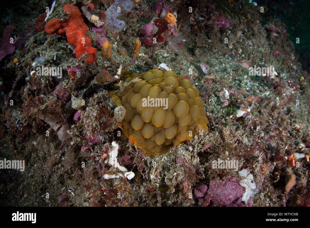 Nudibranch (Archidoris wellingtonensis) in Dusky Sound, Fiordland ...