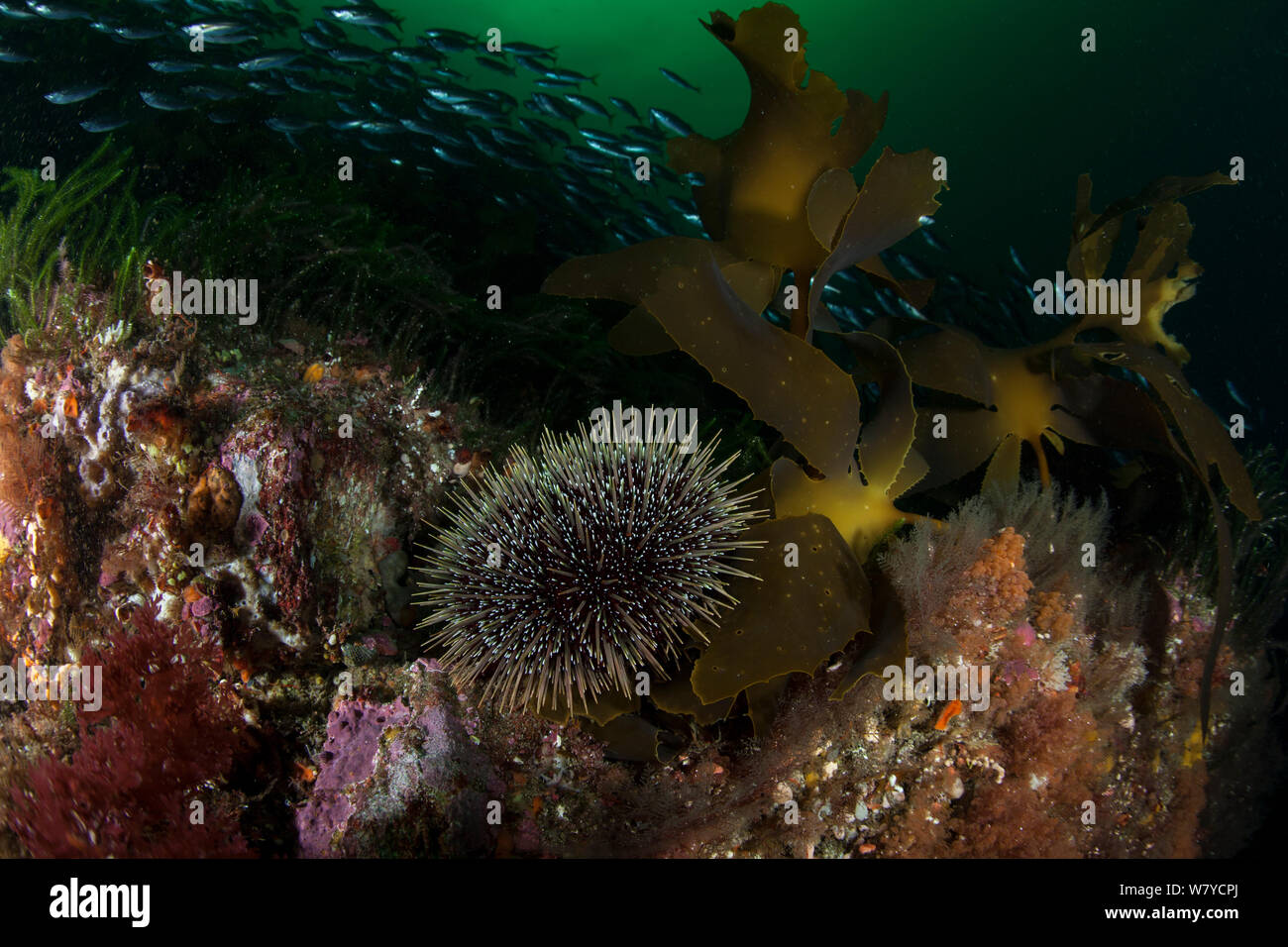 Kina, sea urchin (Evechinus chloroticus) in Breaksea Sound, Fiordland ...