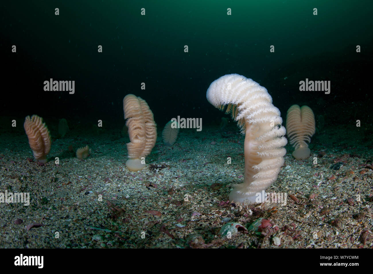 Large sea pens (Pteroeides bollonsi) in Doubtful Sound, Fiordland ...
