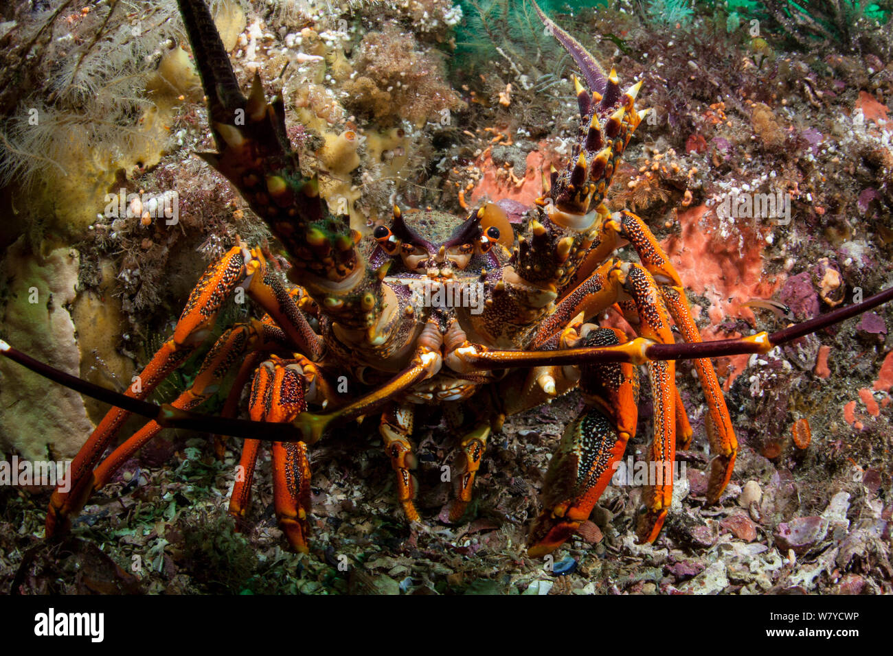 New Zealand crayfish or southern rock lobster (Jasus edwardsii) in ...