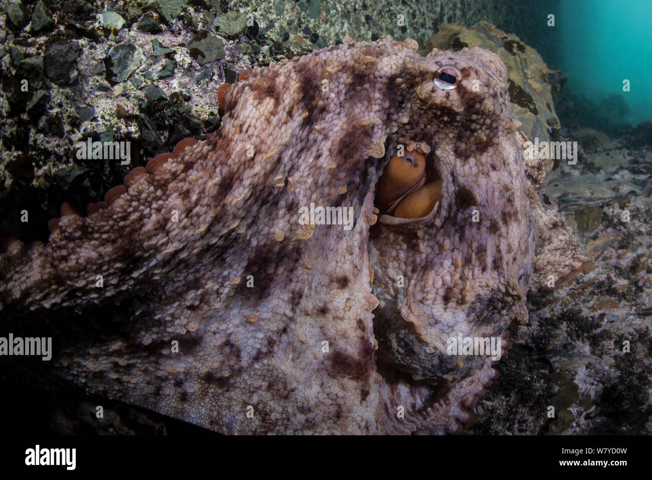 Maori octopus (Octopus maorum) underneath a wharf in the Hauraki Gulf ...